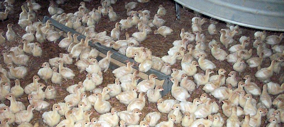 The Farm on the Desert: Farm Field Trip: A Sanpete Turkey Farm Operation