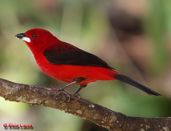 A.W.Birder: Always on the lookout for fine birds...: Ubatuba: Brazil ...