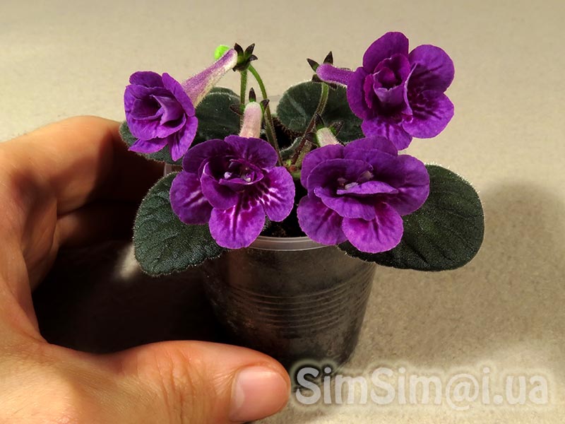 Beauty will save the world!!!: Sinningia "SimSim Chunga-Changa"