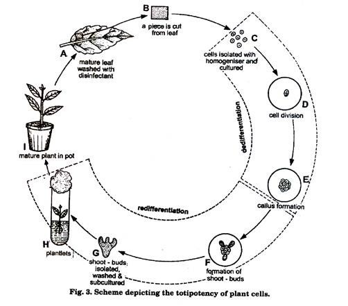 Exam A2Z: Cellular Differentiation and Totipotency