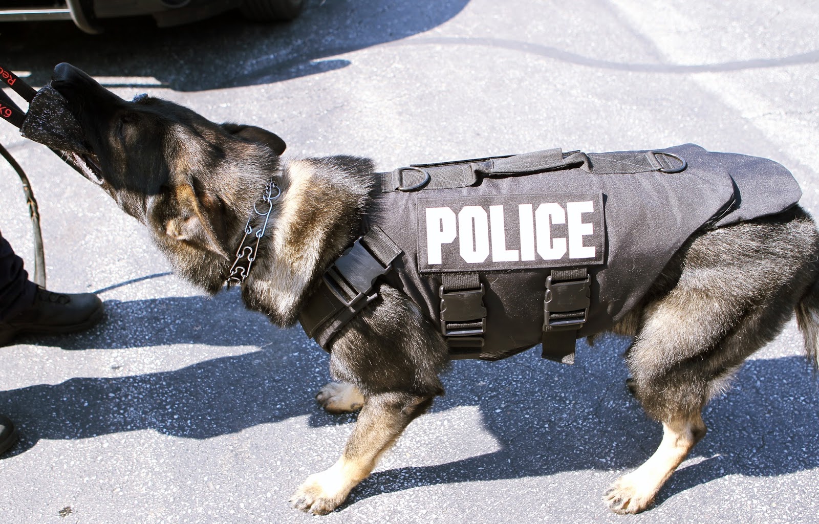 Mark Kodiak Ukena: Mundelein Police K-9 Titan the Dog wears New Armored ...