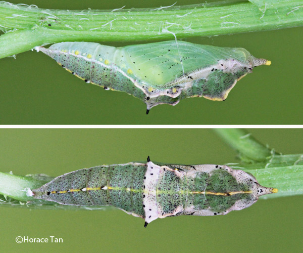 Butterflies of Singapore: Life History of the Cabbage White