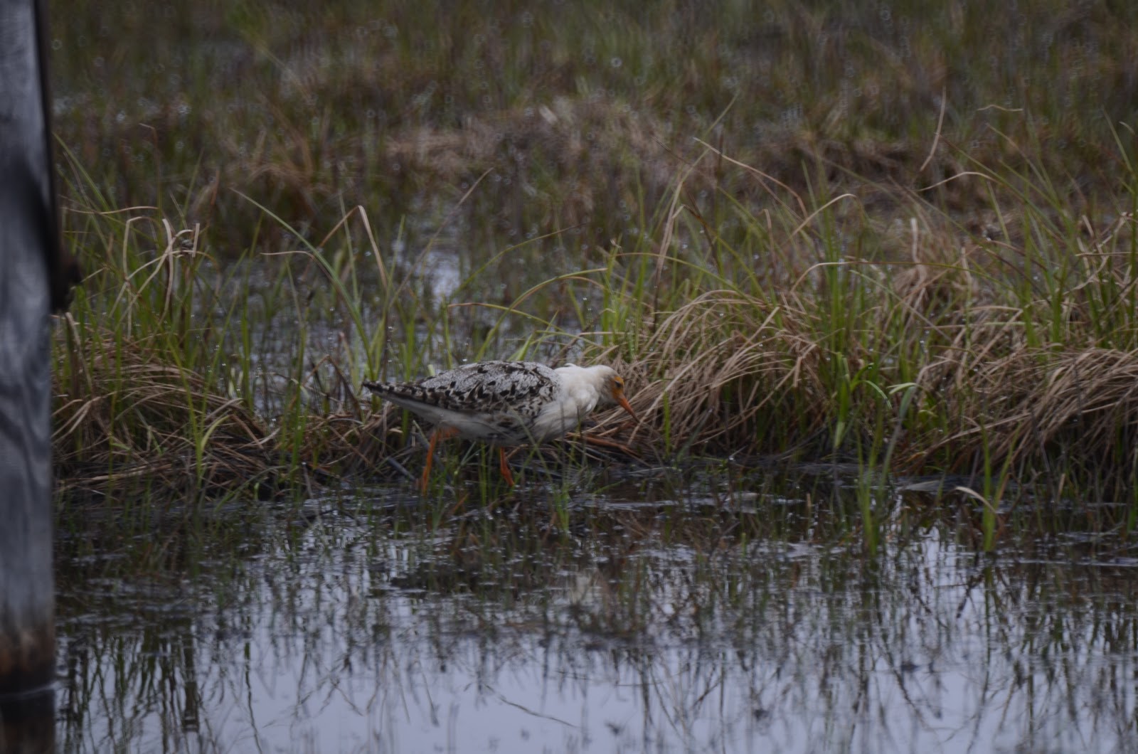State Birding: Alaska June 2012 Part 3 of 3 - Anchorage and Barrow