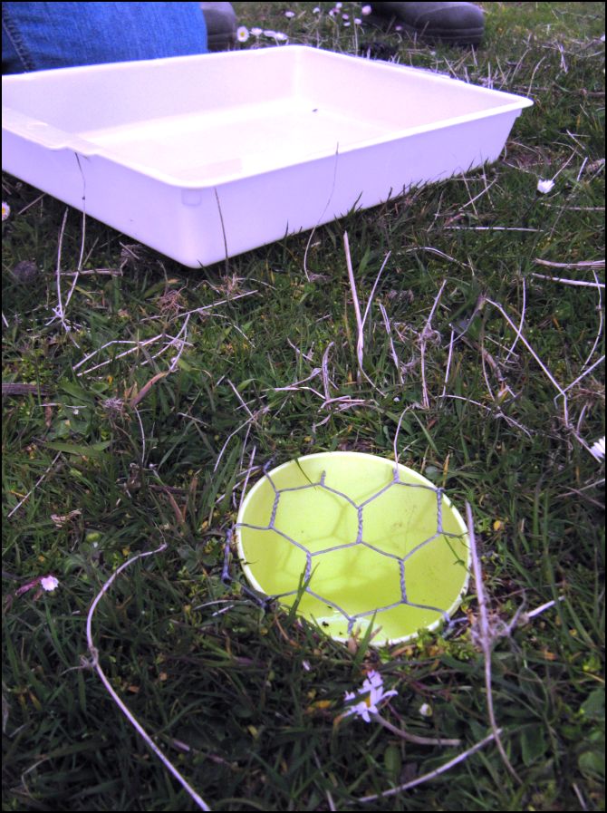 Islay Natural History Trust: Pitfall trapping at Smaull.