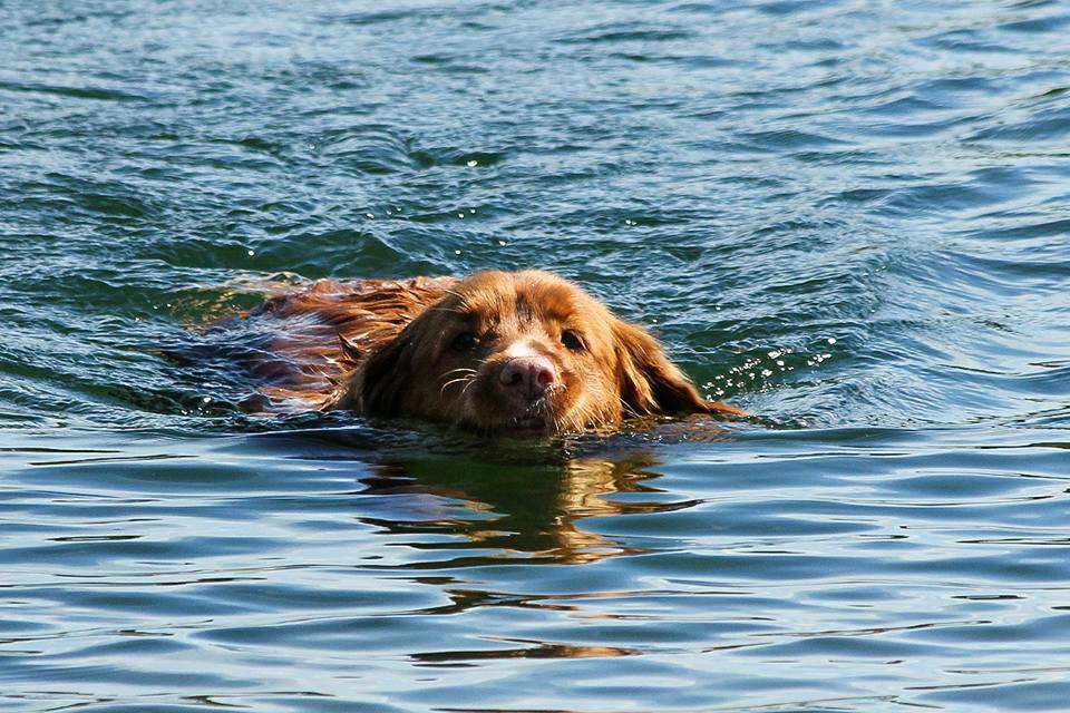 Kennel Foxdrop`s : Koirat