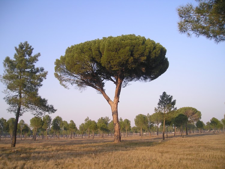 Blog Pedrajas.net: UN PINO SINGULAR