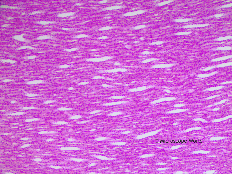 Kidney Cells Under Microscope