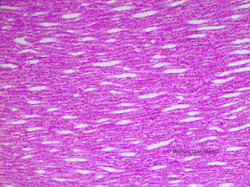 Microscope World Blog: Kidney under the Microscope