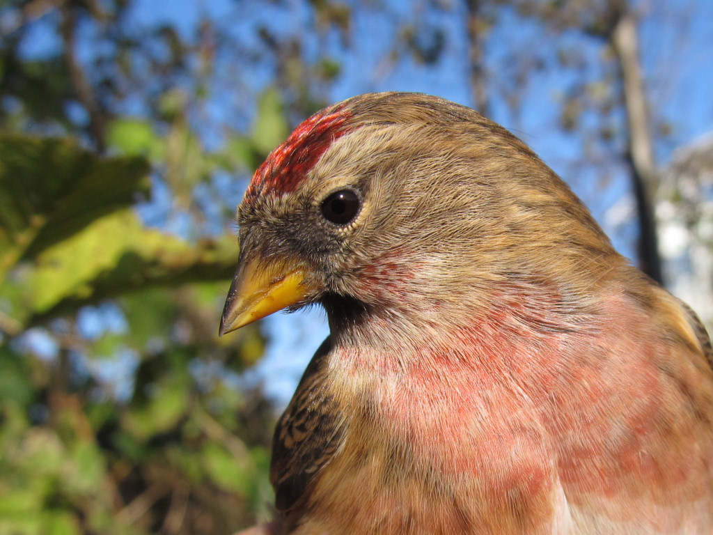 The Cardiff Bird Ringers: November 2012