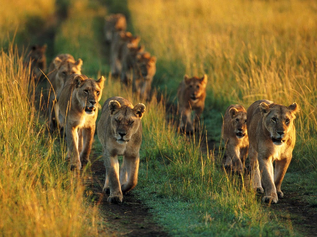 Imagenie: Fotos de Leões, Imagens de Leões