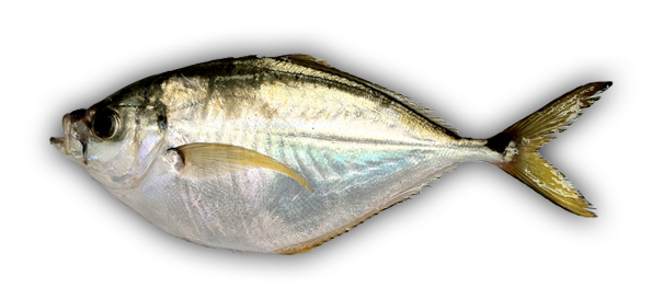 Você já experimentou palombeta?