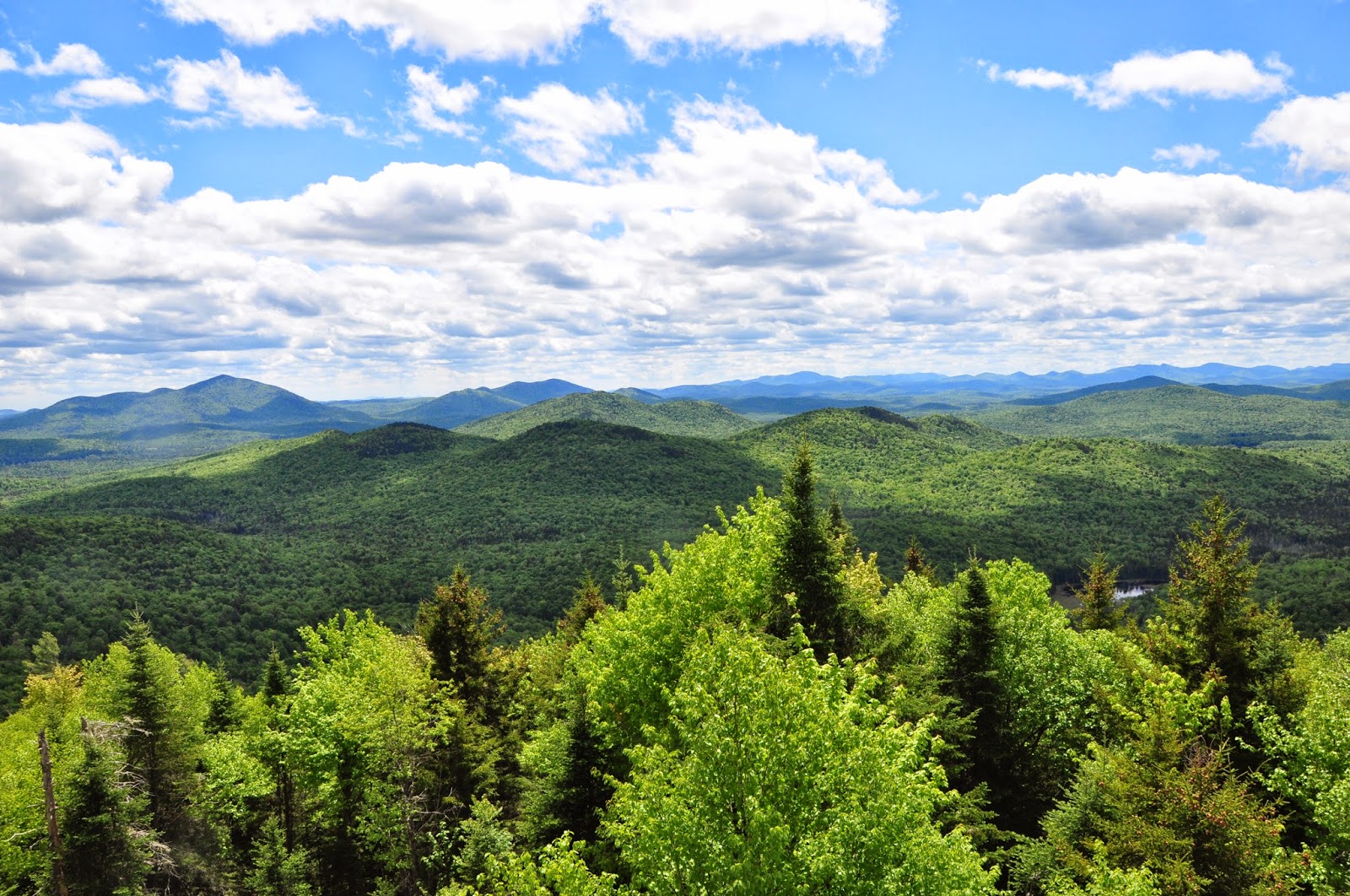 An Adirondack Naturalist in Illinois: Day Two - Goodnow Mountain