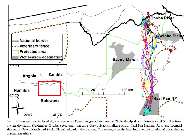 Stanford in Namibia: The world's longest terrestrial migration