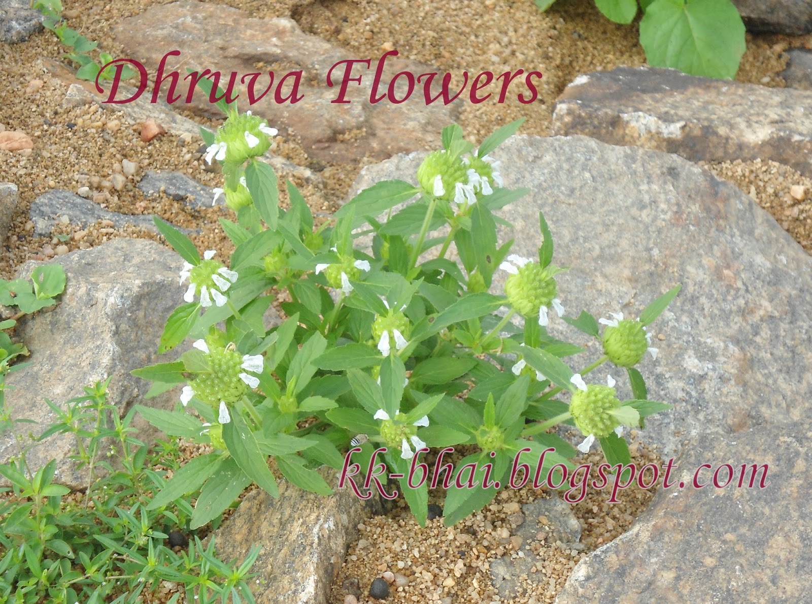 'Puja' Flowers and other things used in 'puja' (Hindu Worship).: Dhruva ...