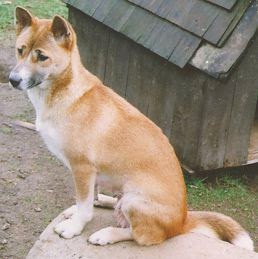 New Guinea singing dog o Perro cantor de Nueva Guinea