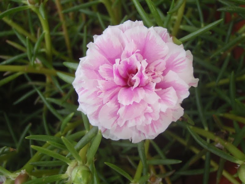 And so it begins: Trees, Flowers and Shrubs of Madagascar