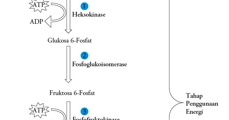 Glikolisis:info tentang ibu hamil