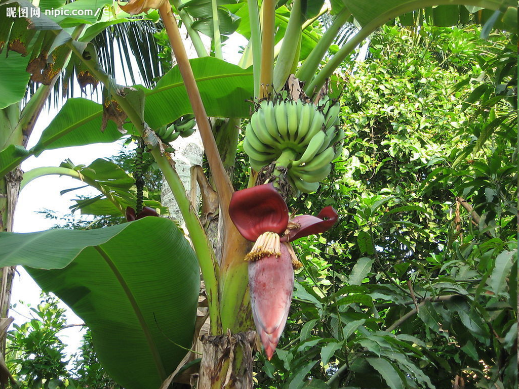 E- LEARNING: External Features Of Plants