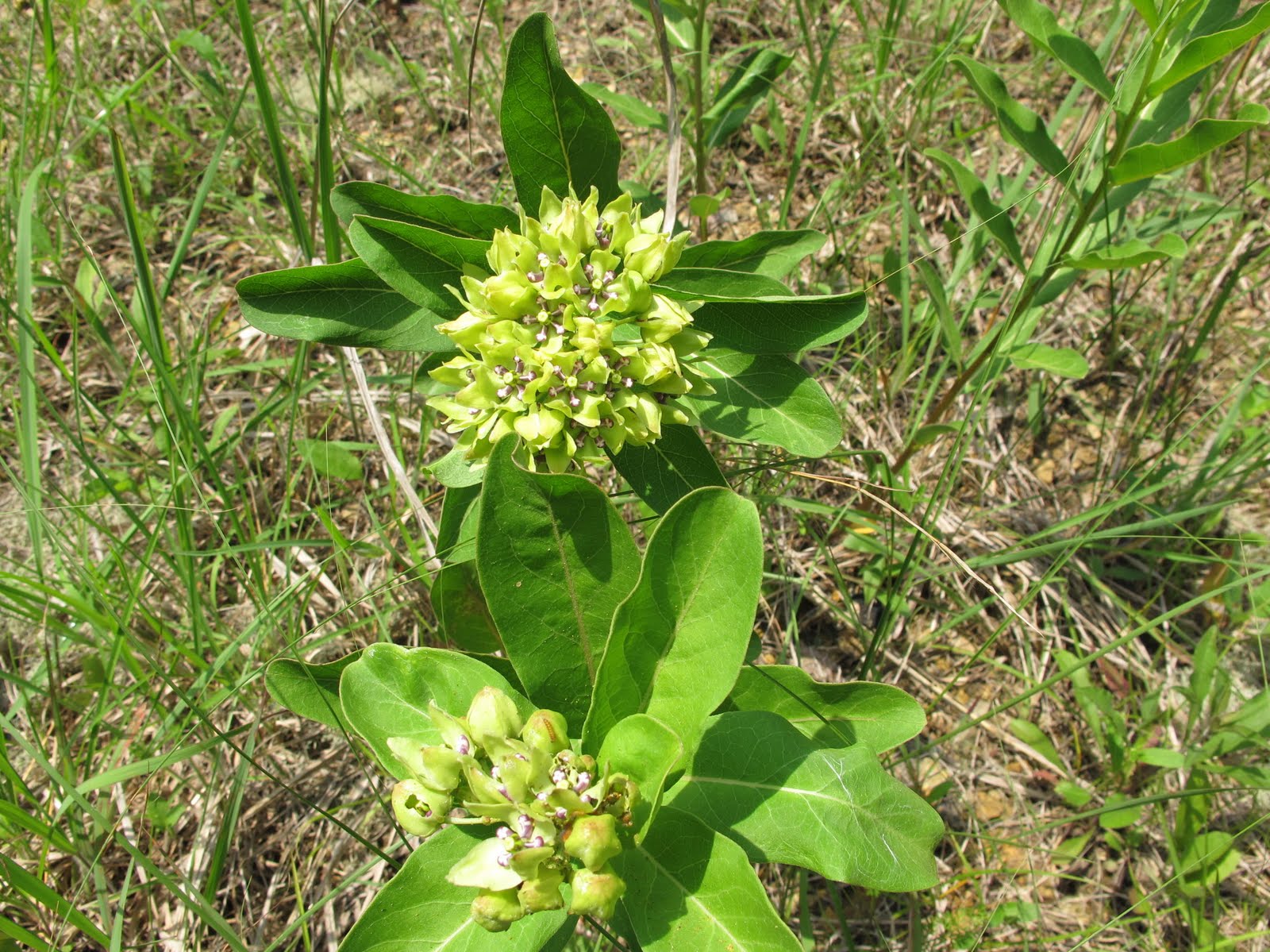 Blue Jay Barrens: Spider Milkweed