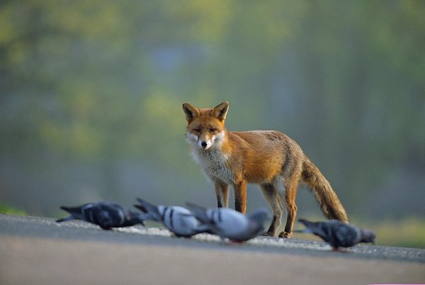 Urban Fox Map - Sightings mapped.