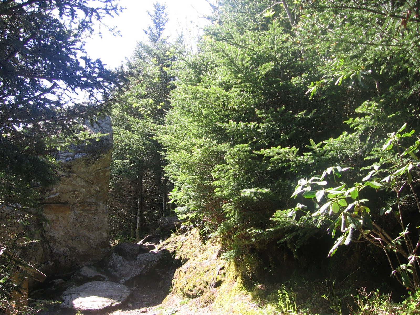 Relaxed Hiking NC: Mt Mitchell Summit and Balsam Nature Trail 5/28/2011