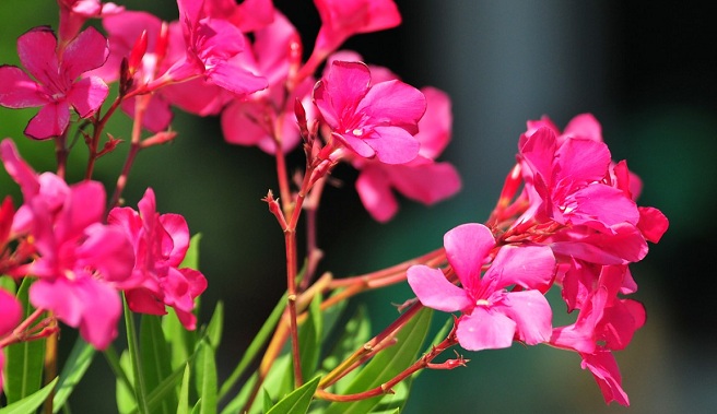 DIVERSIDAD DE PLANTAS: plantas mas significativas de todo el mundo