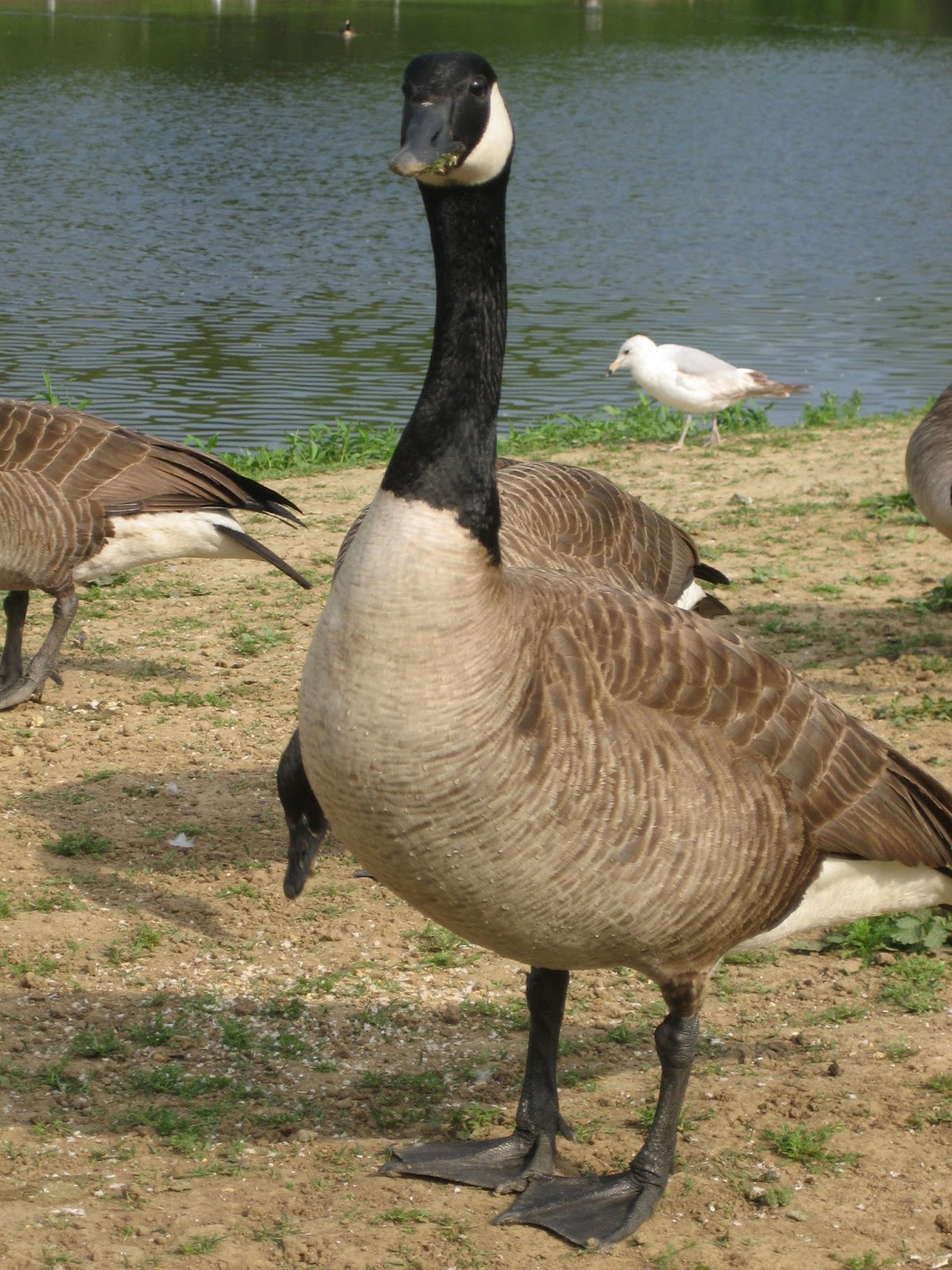 Critter Sitter's Blog: Geese - Photos