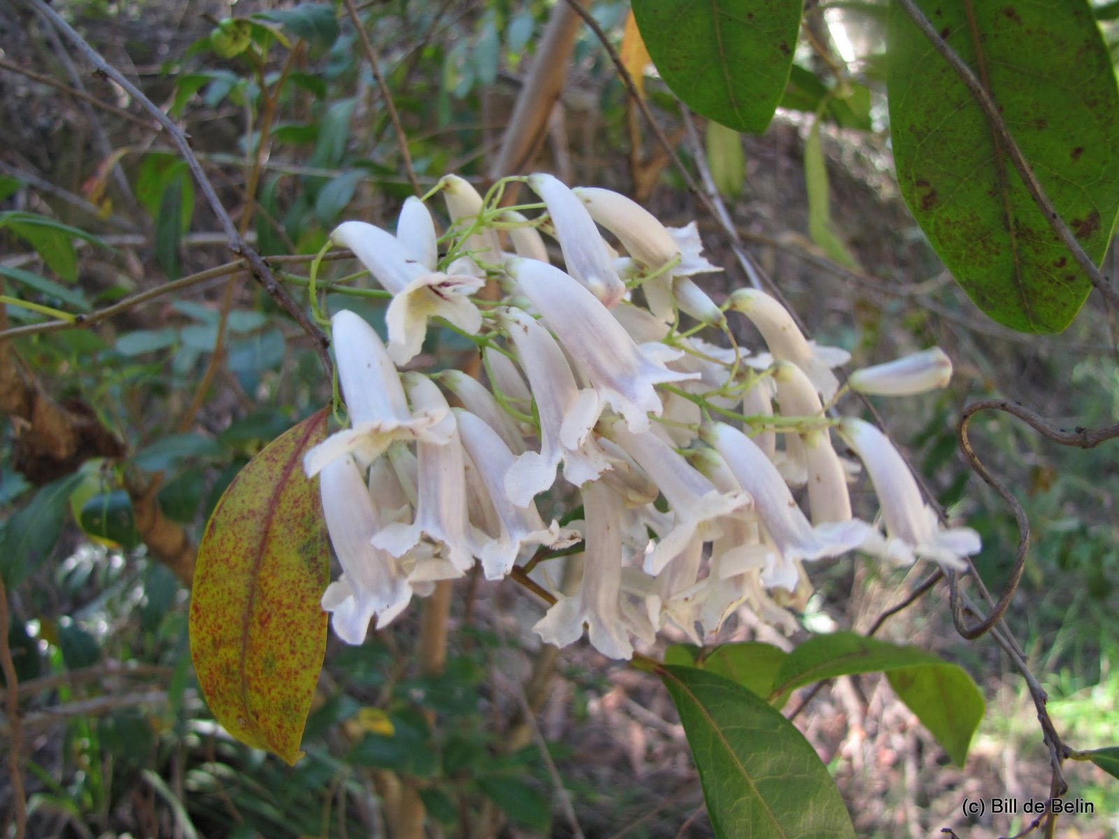 Sydney's Wildflowers and Native Plants: Pandorea pandorana - Wonga ...