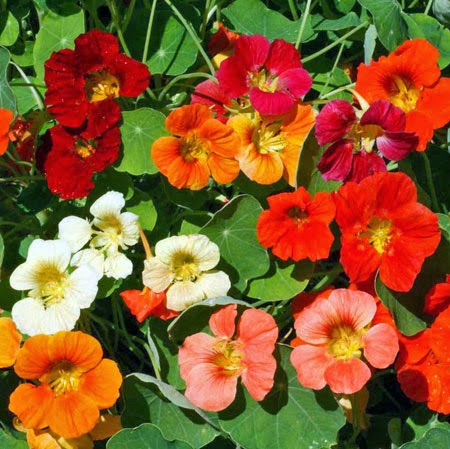 Seminte si plante de gradina hobby: Conduras-Tropaeolum majus