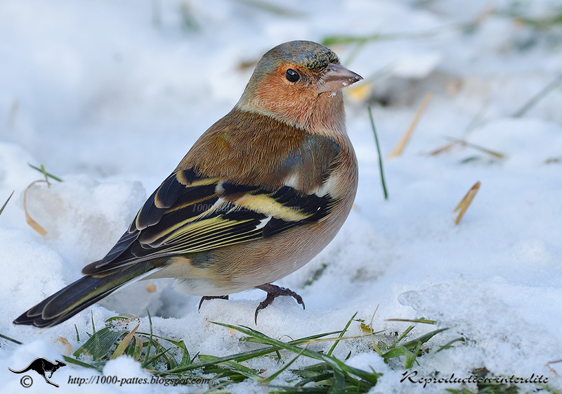 WILDLIFE GATEWAY: Pinson des arbres - Fringilla coelebs