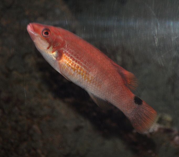 ZOOTOGRAFIANDO (5.836 ANIMALS): TABERNERO / GOLDSINNY WRASSE ...