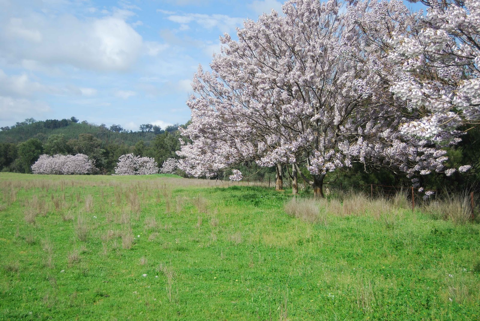 Totul pe bune: Paulownia-copac al viitorului
