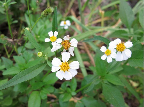 pokok bunga yang disukai kelulut | YUK'S TROVE