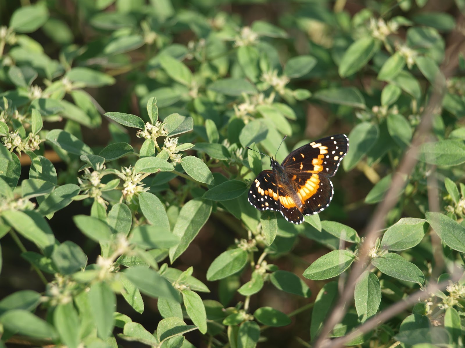 A Life Inspired by Nature: Good Bugs