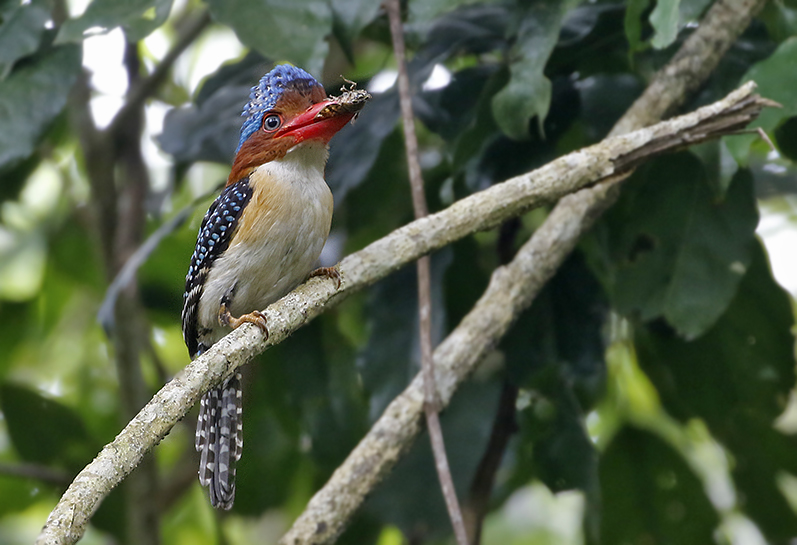 Banded Kingfisher
