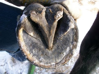 Only Equine: Thrush in Horses Hooves