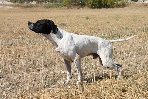 Pointers de Q'sar Bermeja: EL POINTER. Así es y así debe seguir.