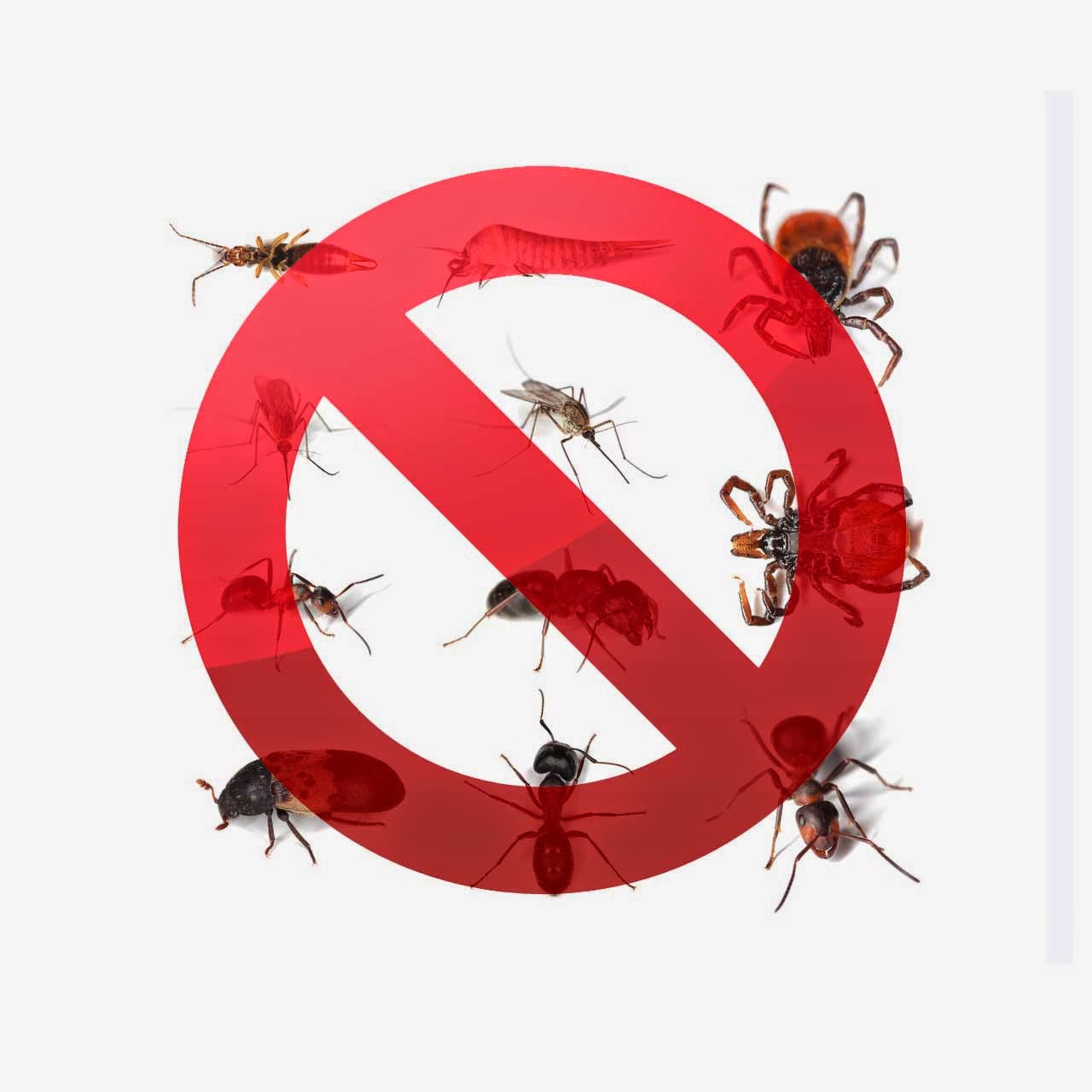 شركة رش مبيدات ومكافحة الحشرات