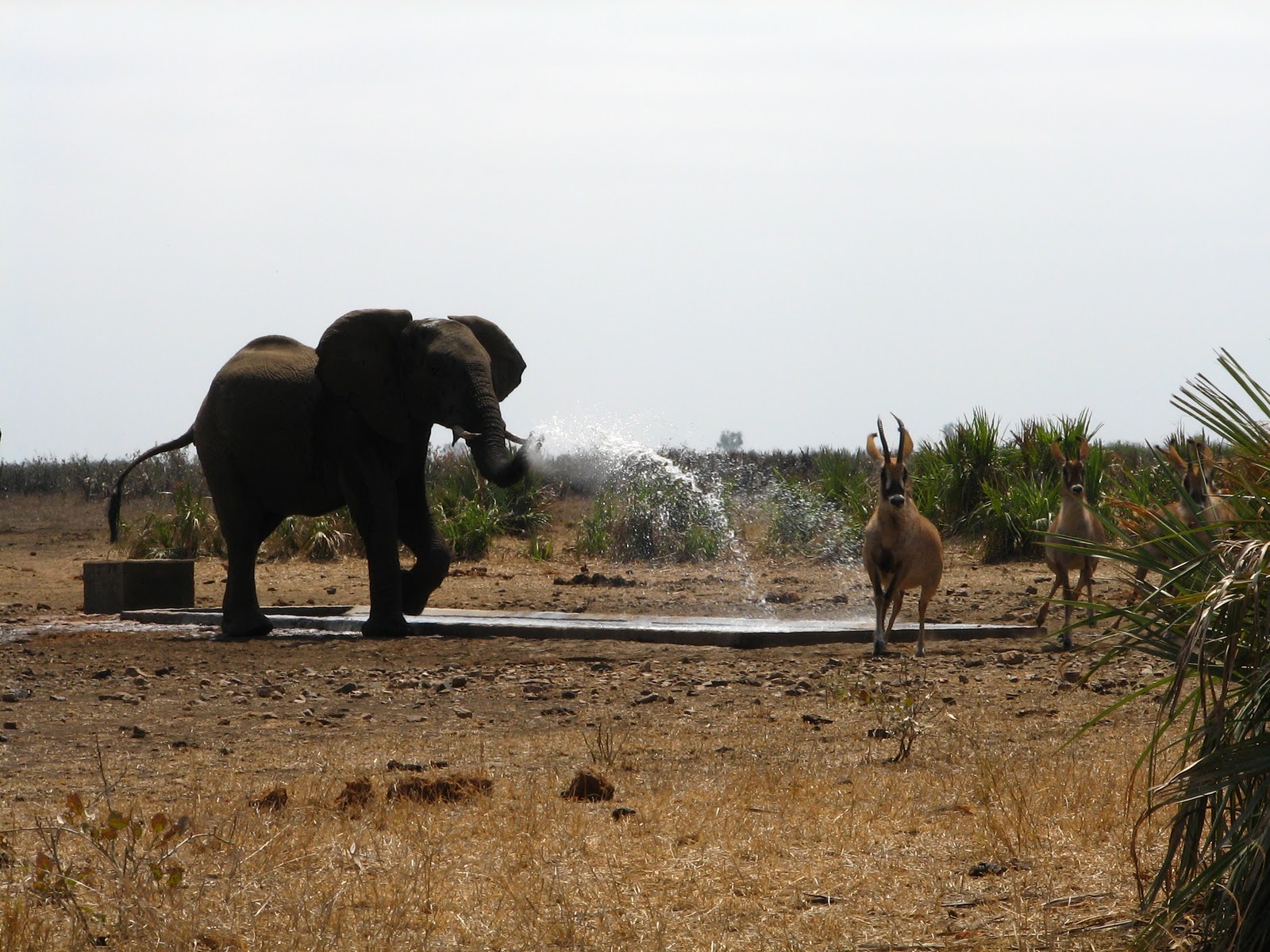 Paul In The World: Bushveld Tripping