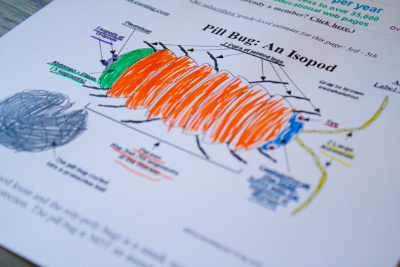 Craft Knife: Pill Bugs under the Microscope