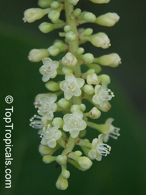 PLANT FAMILIES OF PUERTO RICO AND FLORIDA PAPO VIVES: POLYGONÁCEAE NUM ...