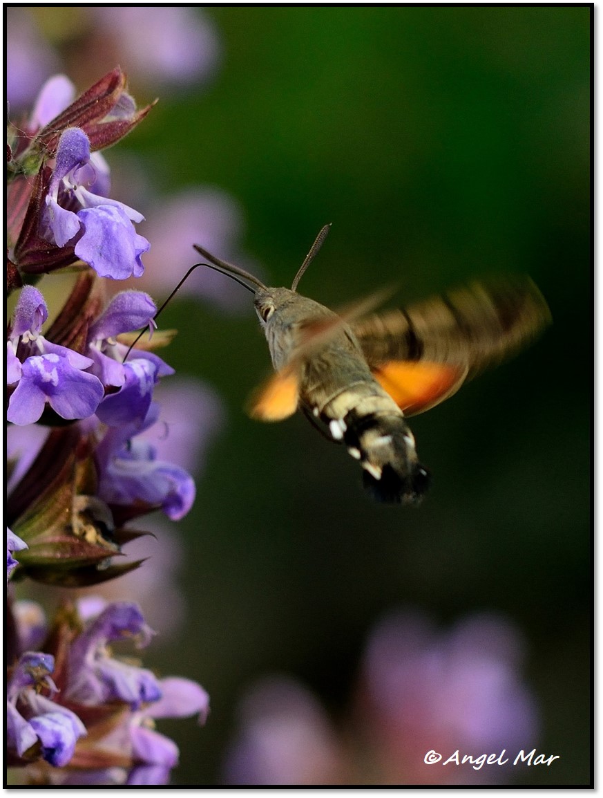 Butterflies and Dragonflies: Macroglossum stellatarum (Polilla Esfinge ...