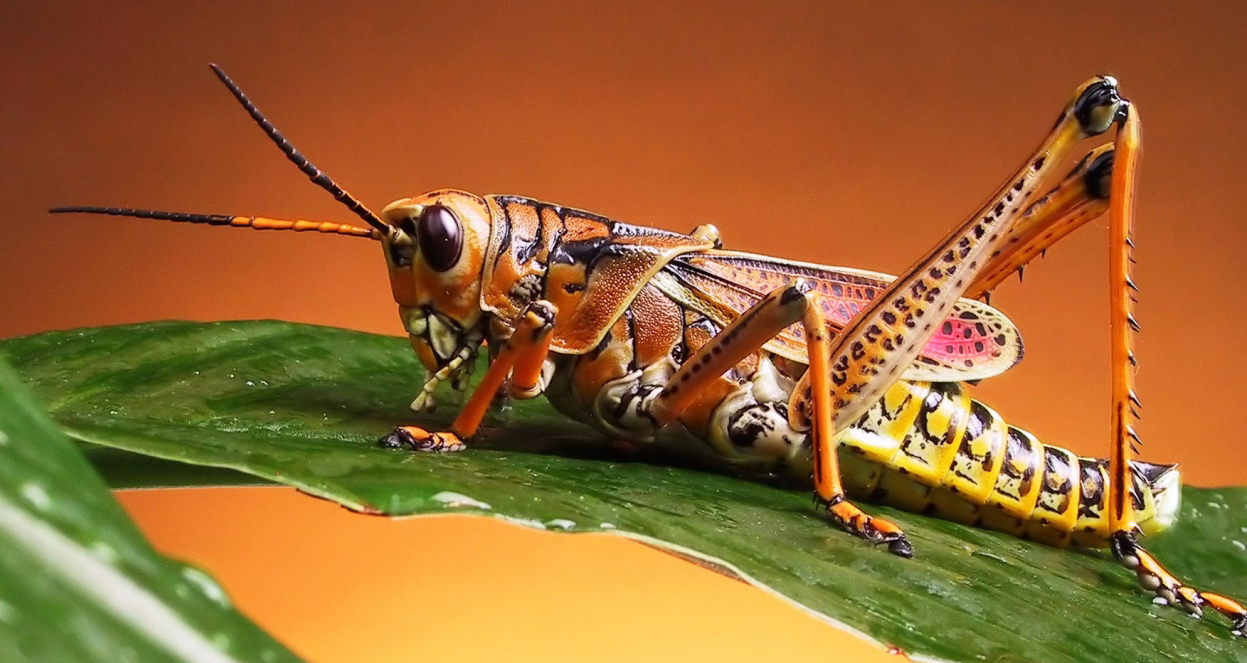 Chapulines de México: Conoce su Historia ~ DIPLOMAS GAFETES Y MATERIAL ...