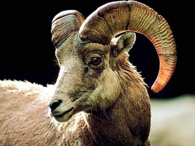 WE ARE IN FOREST: GOAT