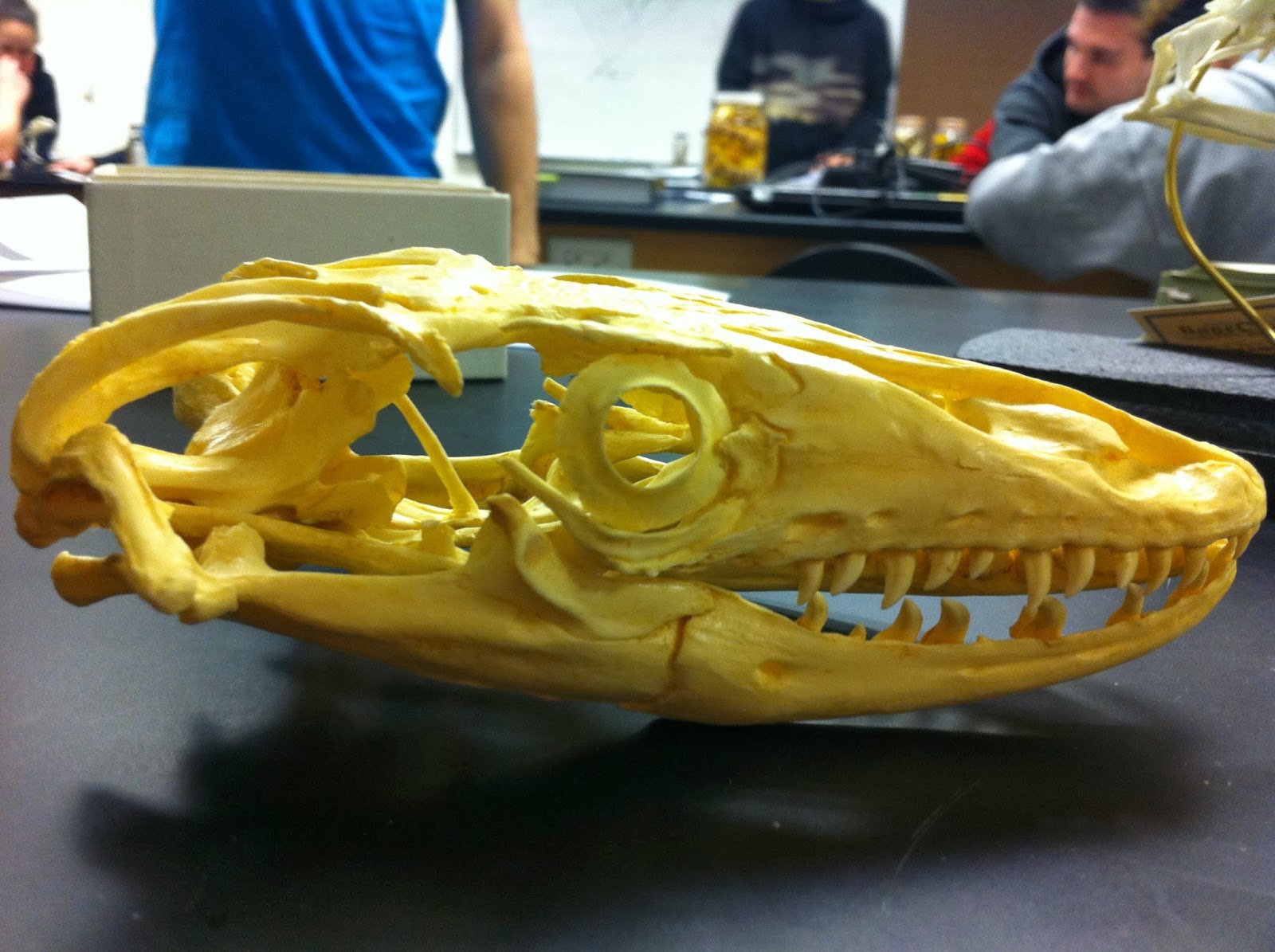 Biology of the Reptilia