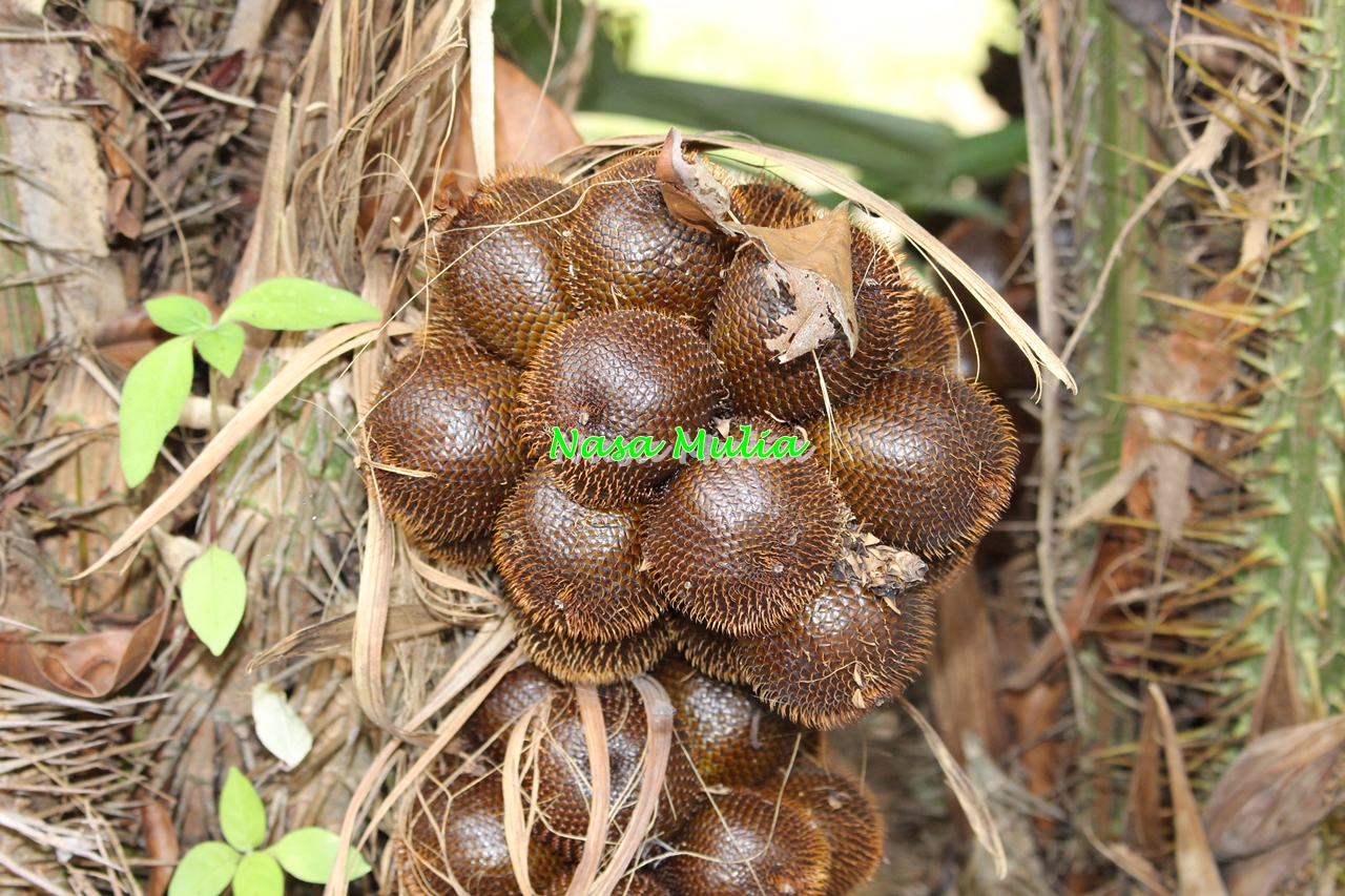 warna warni hidupku..............: Pokok Salak