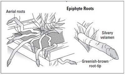 TISSUE CULTURE AND ORCHIDOLOGI: Mengenal Akar Anggrek