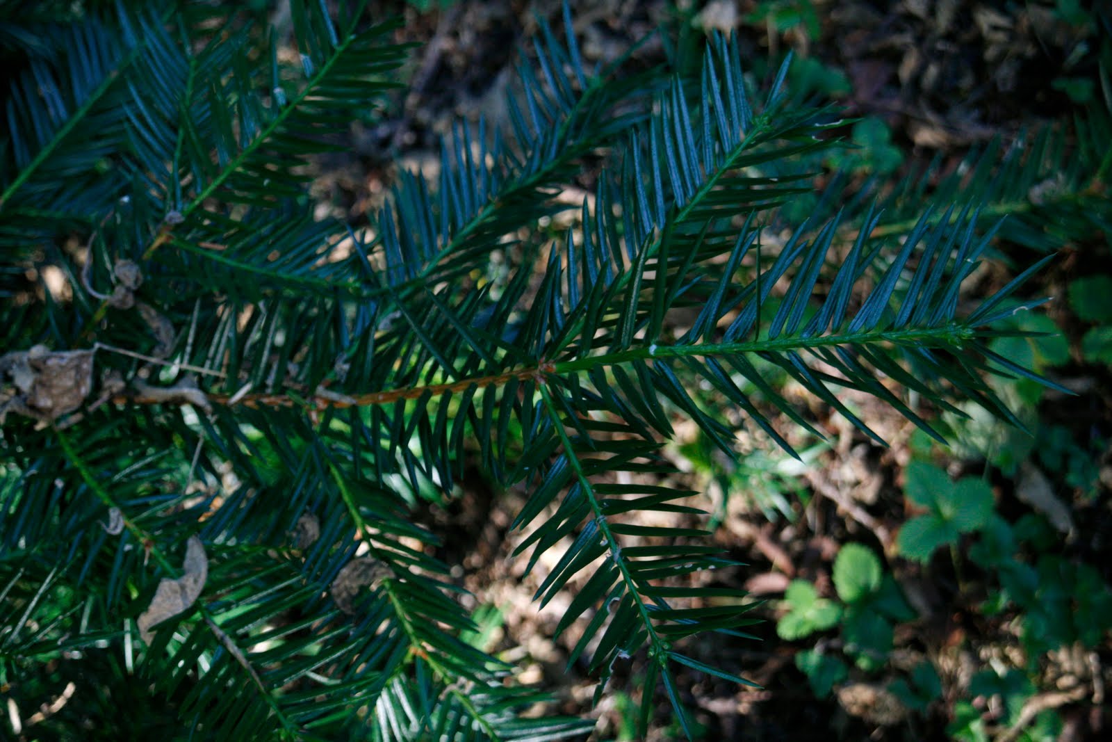 Tree Identification: Torreya californica - California Nutmeg