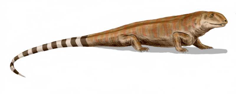 Los animales en la prehistoria: Animales prehistóricos con la letra H