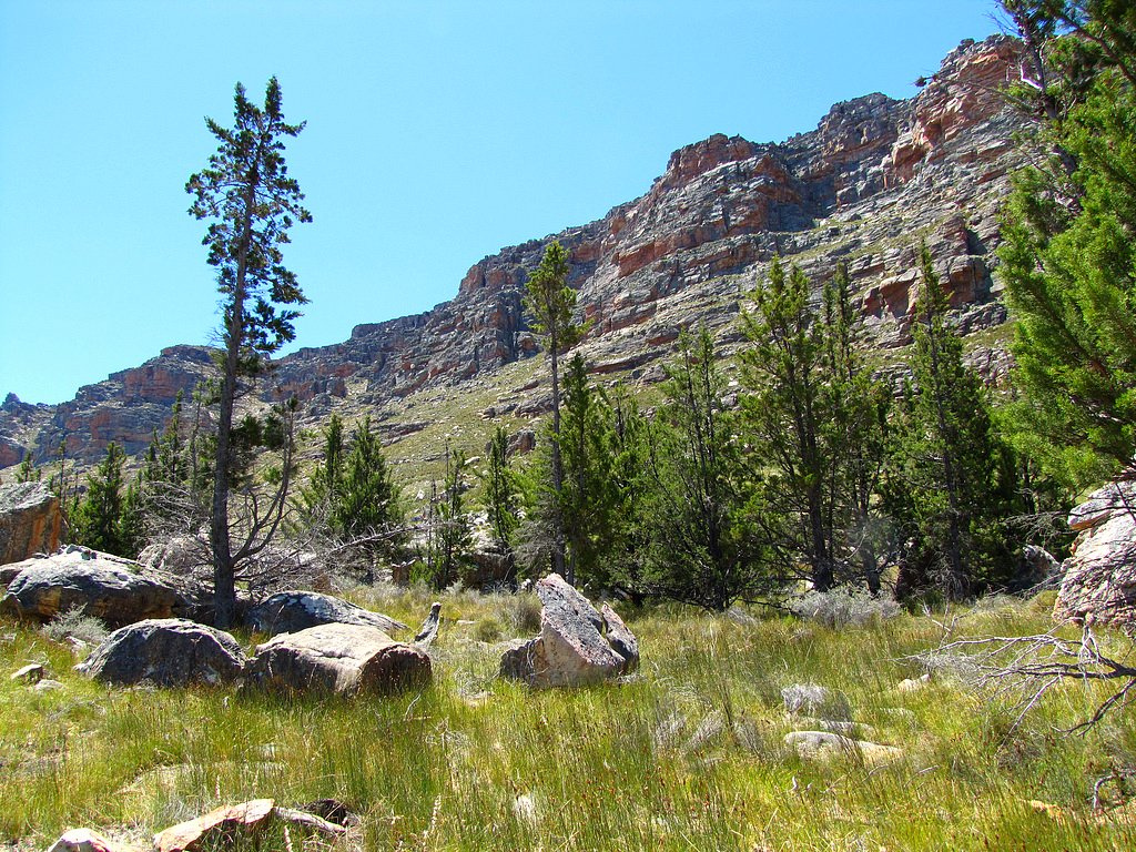 MULANJE CEDAR | Mulanje Mag